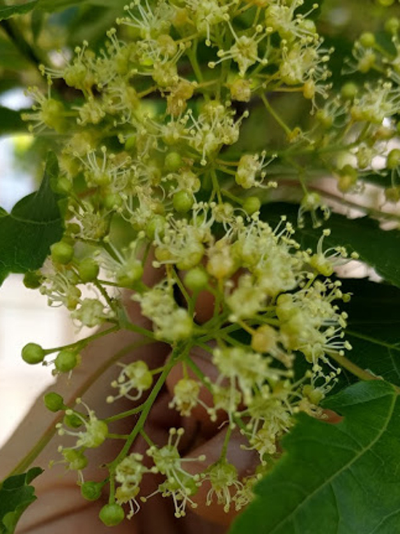 Basic Tree | Tree Identification | Regional and Community Forestry ...