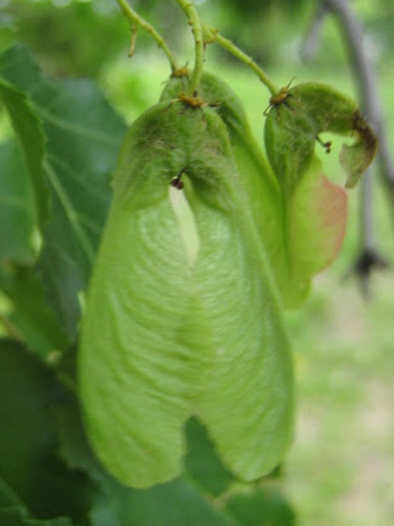 Basic Tree | Tree Identification | Regional and Community Forestry ...