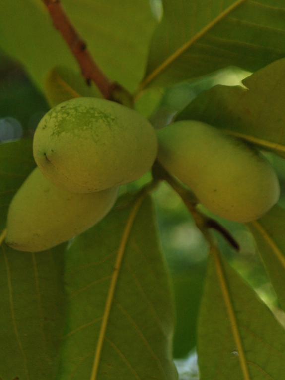 Basic Tree | Tree Identification | Regional and Community Forestry ...