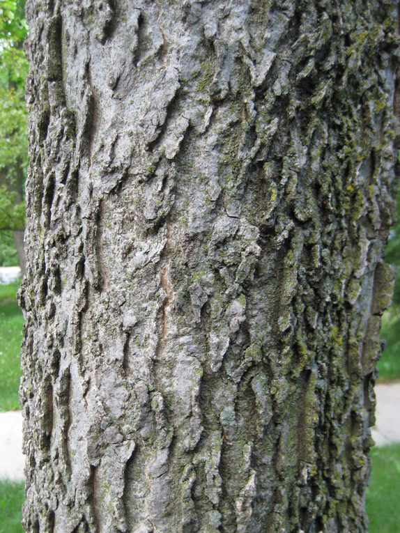 Basic Tree | Tree Identification | Regional and Community Forestry ...