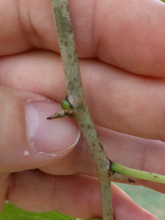 Basic Tree | Tree Identification | Regional and Community Forestry ...