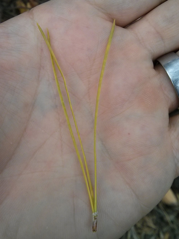 Basic Tree | Tree Identification | Regional and Community Forestry ...