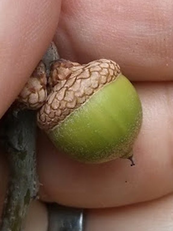 Basic Tree | Tree Identification | Regional and Community Forestry ...