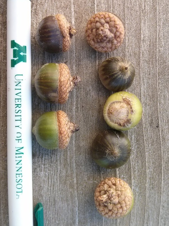 Basic Tree | Tree Identification | Regional and Community Forestry ...