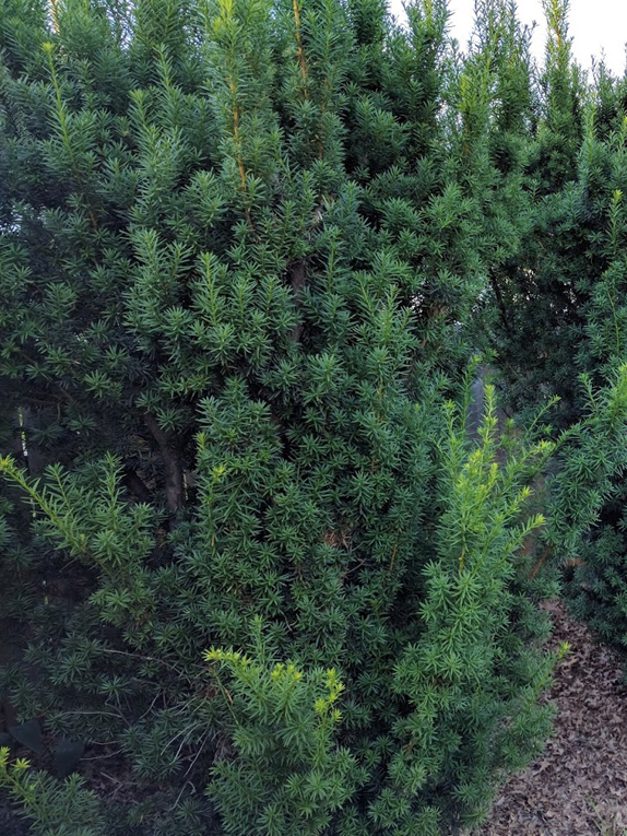 Basic Tree All Pictures | Tree Identification | Regional and Community ...