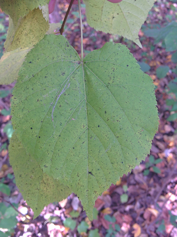 Basic Tree | Tree Identification | Regional and Community Forestry ...